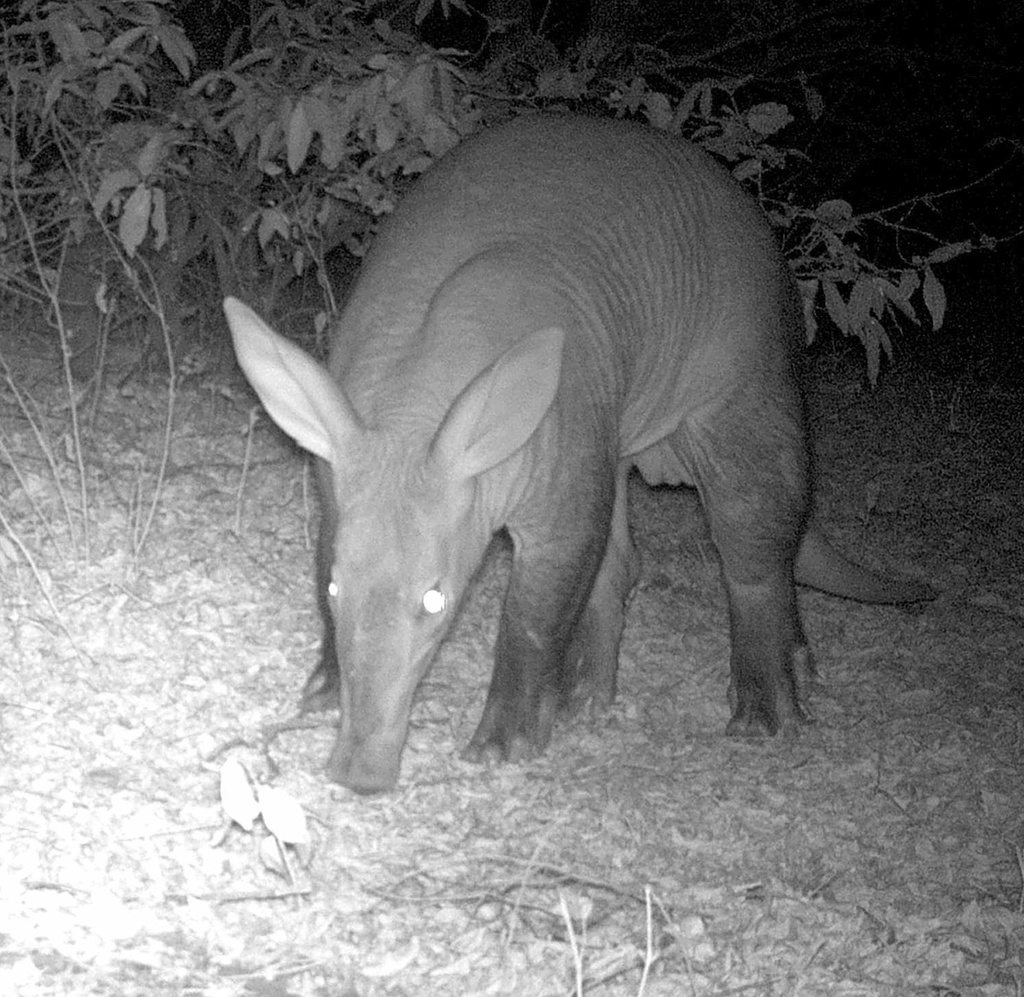 Aardvarks (Tubulidentata) - Know Your Mammals