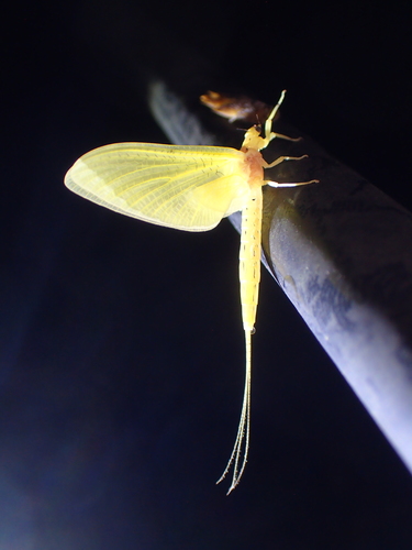 Genus Ametropus · iNaturalist