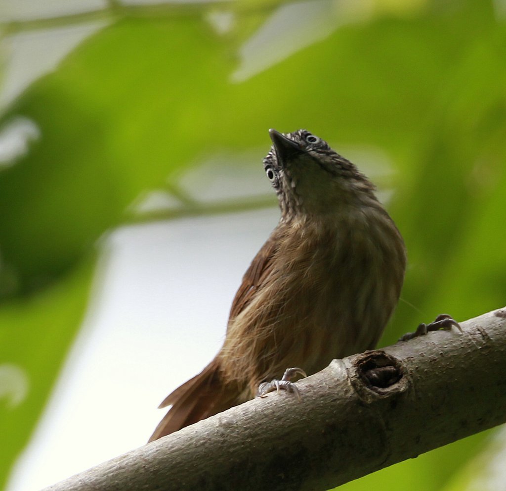 Brown and Fluffy-backed Tit-Babblers (Macronus) - Avian Discovery