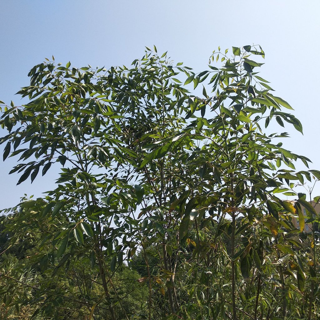 Shamel Ash from Reserva Territorial Atlixcáyotl, Puebla, Pue., México ...