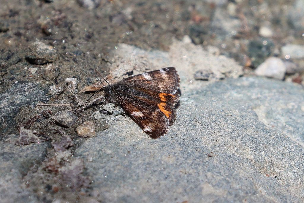 Infant Moth from Cavendish, VT, USA on April 25, 2020 at 10:57 AM by ...