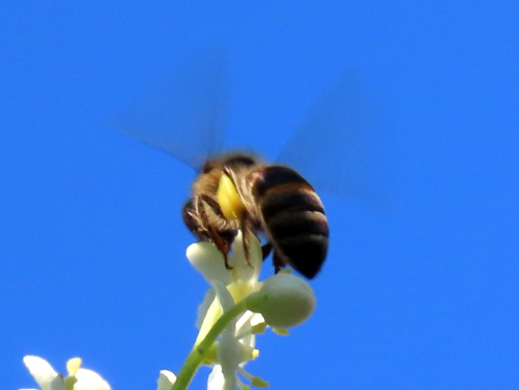 Cape Honeybee (Apis mellifera capensis) | Beesource Beekeeping Forums