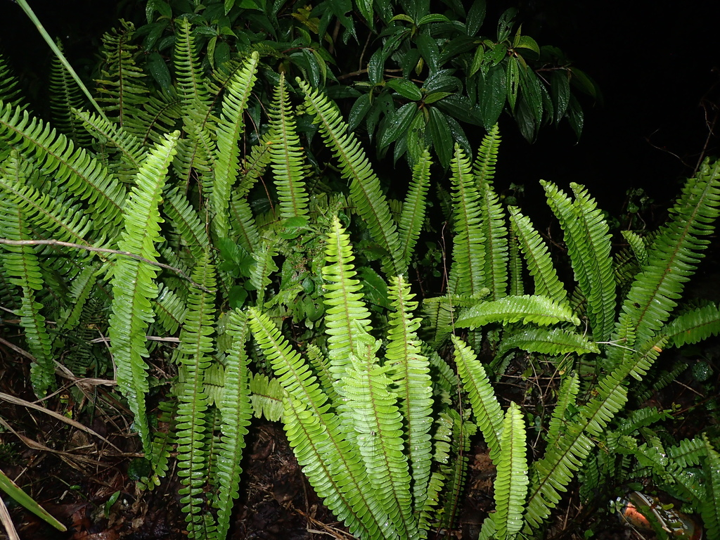 Fishbone Fern from 台灣新竹縣 on April 25, 2020 at 08:04 PM by 卷尾.杰森 ...