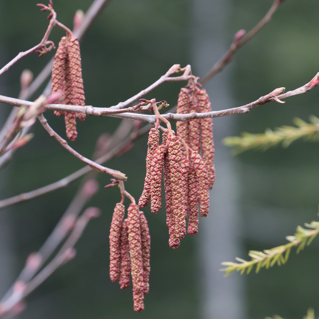 Red Alder (Alnus rubra) - Botanical Realm