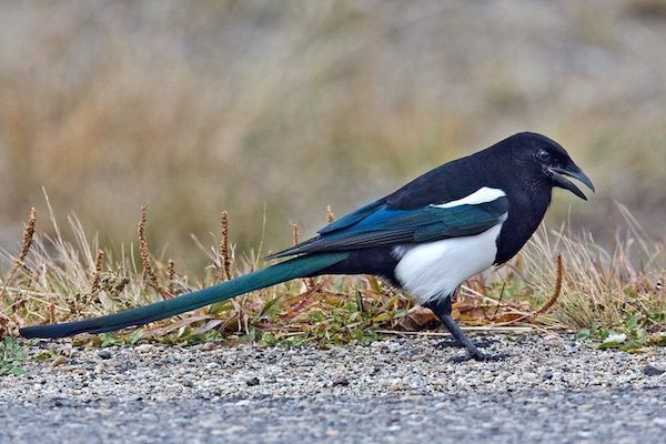 Black-billed Magpie (Birds of Central Oregon) · iNaturalist