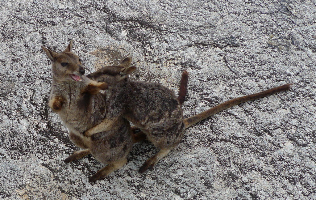 Mareeba Rock-wallaby in December 2009 by sea-kangaroo. Attempted mating ...