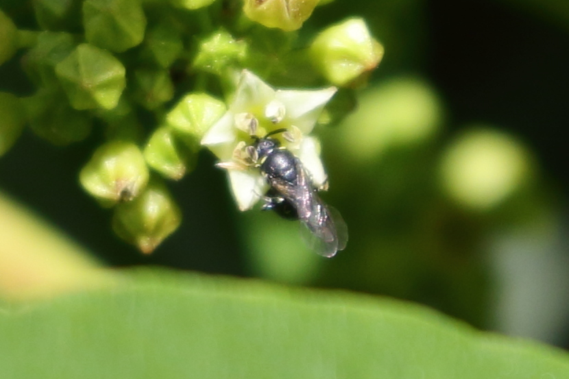 Winged and Once-winged Insects from Wilton, CA, USA on April 25, 2020 ...