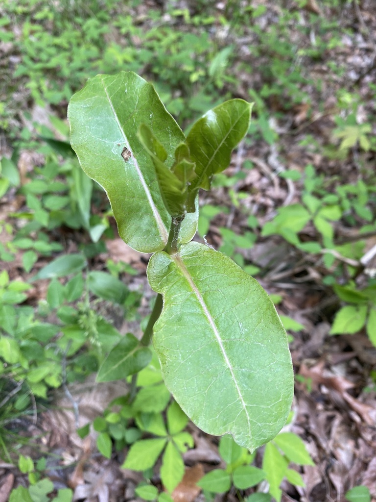 clasping milkweed in April 2020 by Alan Weakley · iNaturalist