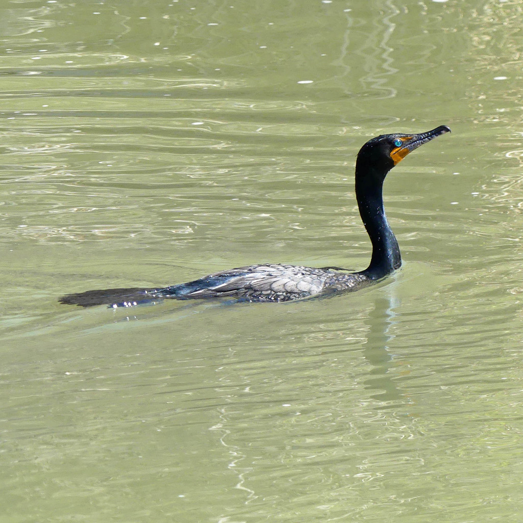 Double-crested Cormorant from Smithfield, Toronto, ON, Canada on April ...