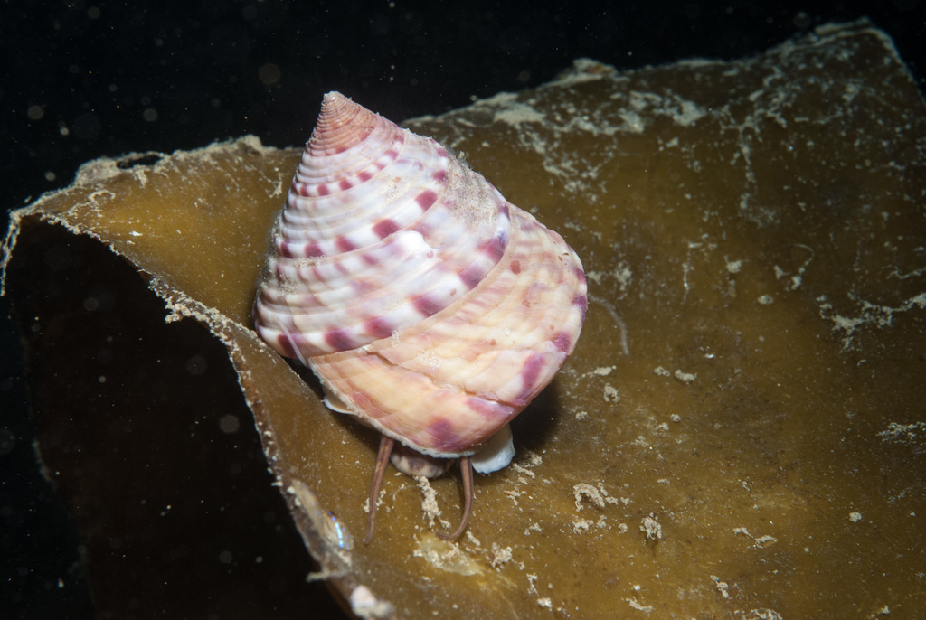 European Painted Top Shell (Intertidal species of NE Atlantic ...