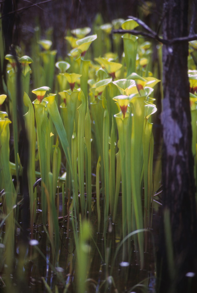 New World pitcher plants (Sarraceniaceae) - Botanical Realm