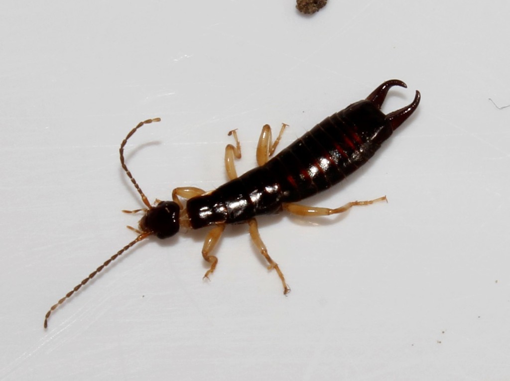 Ring-legged Earwig from Περιφέρεια Βορείου Αιγαίου, Ελλάδα on April 25 ...