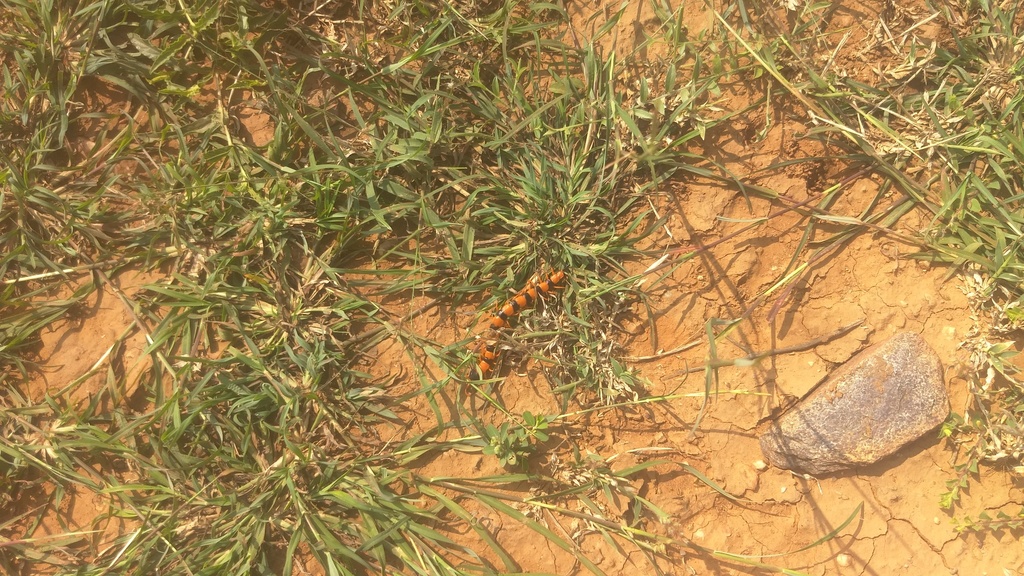 Indian Tiger Centipede from Sri Lankamaleshwara Wildlife Sanctuary on ...