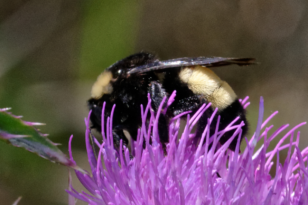 American Bumble Bee from Hernando County, FL, USA on April 01, 2017 at ...