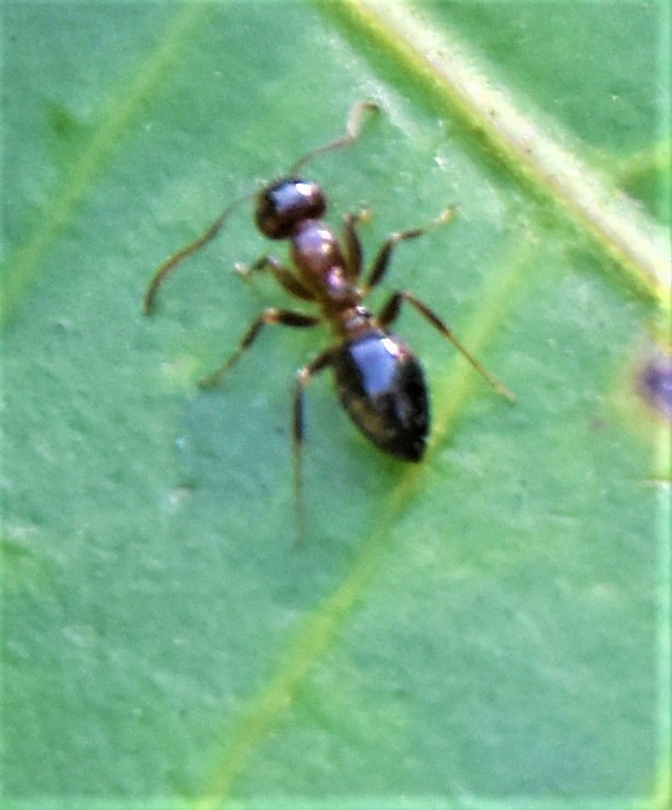 Gate-keeper Ants from 26th Street NW, Winter Haven on April 25, 2020 by ...