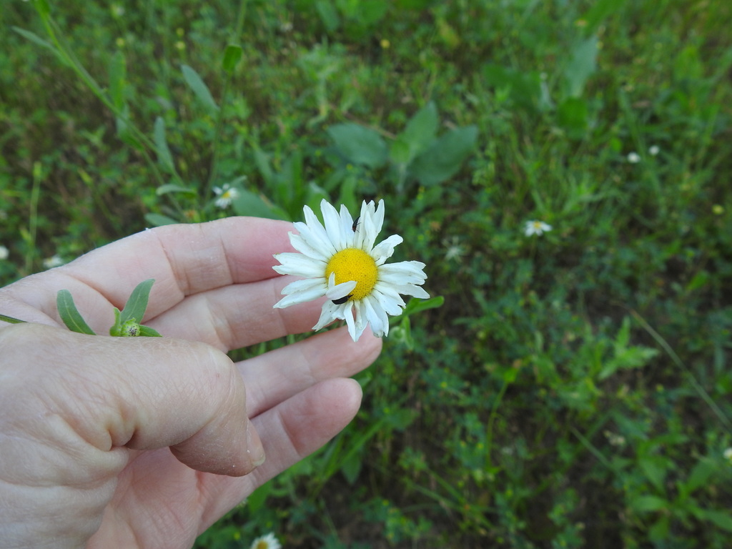 Lazy Daisy from Bastrop County, TX, USA on April 25, 2020 at 07:32 AM ...