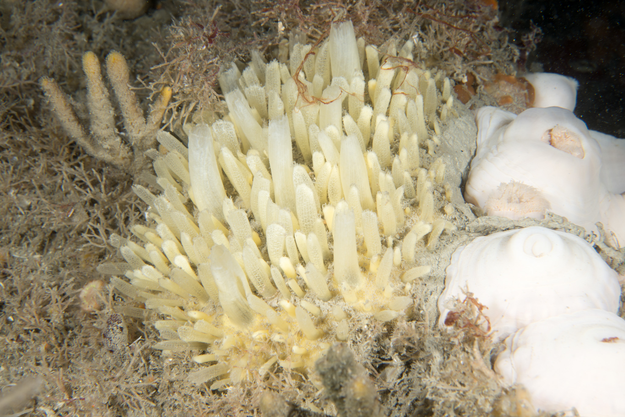 Polymastia penicillus (Montagu, 1814)