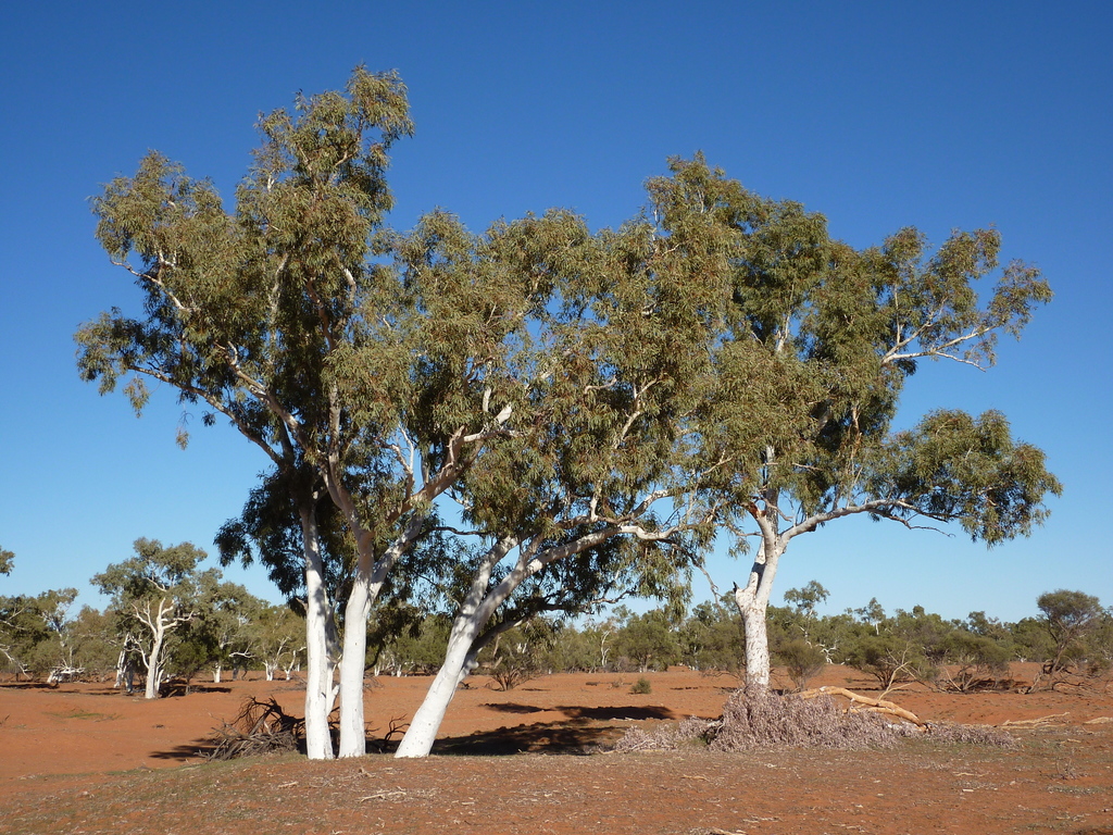 (Eucalyptus victrix) - Botanical Realm