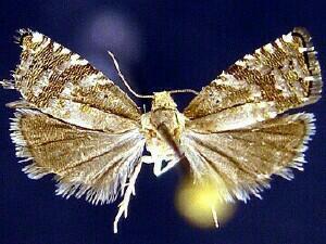 Cydia inopiosa · iNaturalist