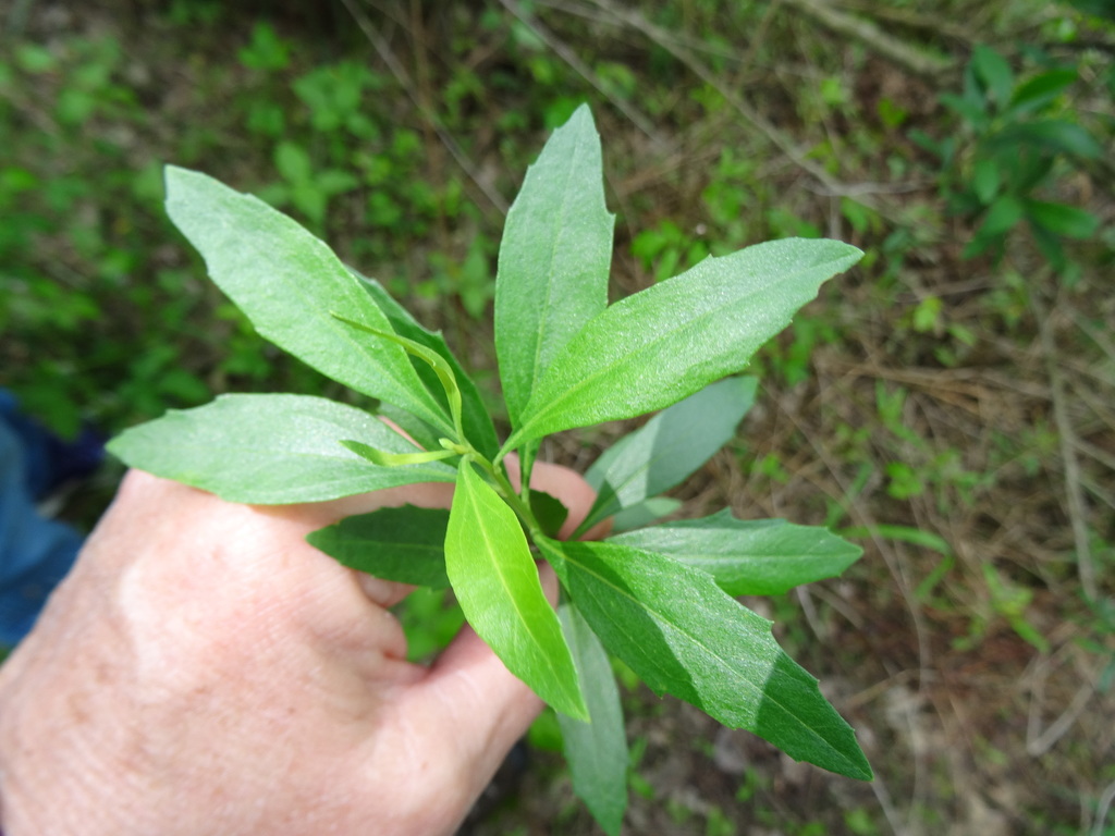 groundsel tree in April 2017 by Kathy McAleese · iNaturalist