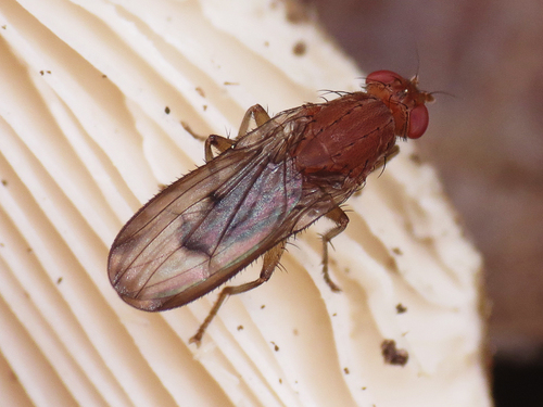 Suillia limbata · iNaturalist