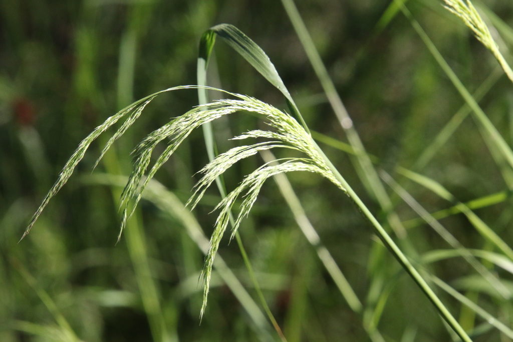 Stipa miliacea (Plunge Creek) · iNaturalist