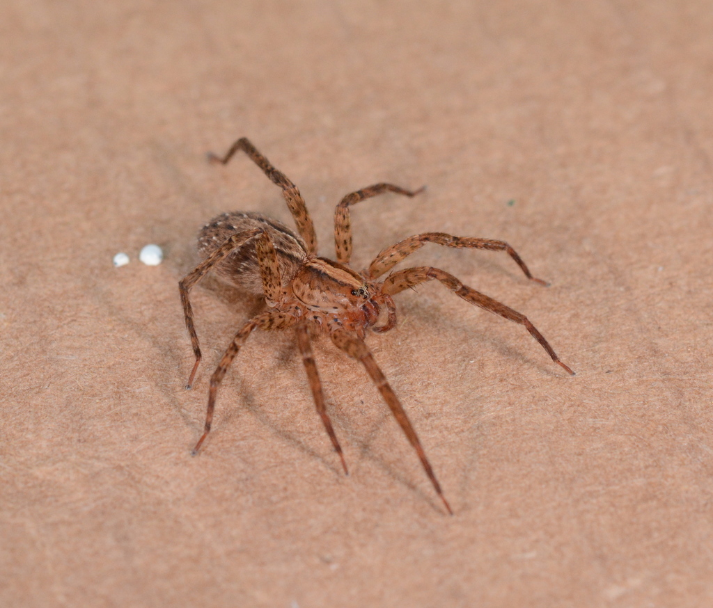 Southeastern Wandering Spider from West Feliciana Parish, LA, USA on ...