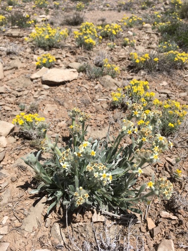 Payson's Cryptantha (Oreocarya paysonii) · iNaturalist United Kingdom