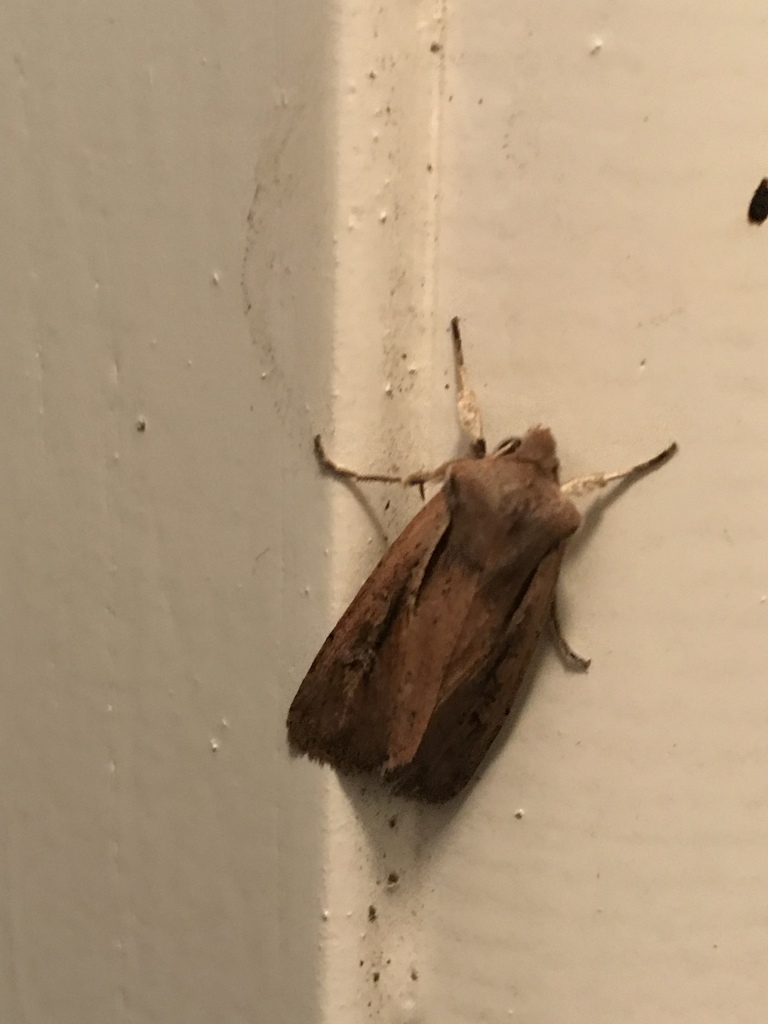 Ichneutica propria from Taverners Road, Dromore, Canterbury, NZ on ...