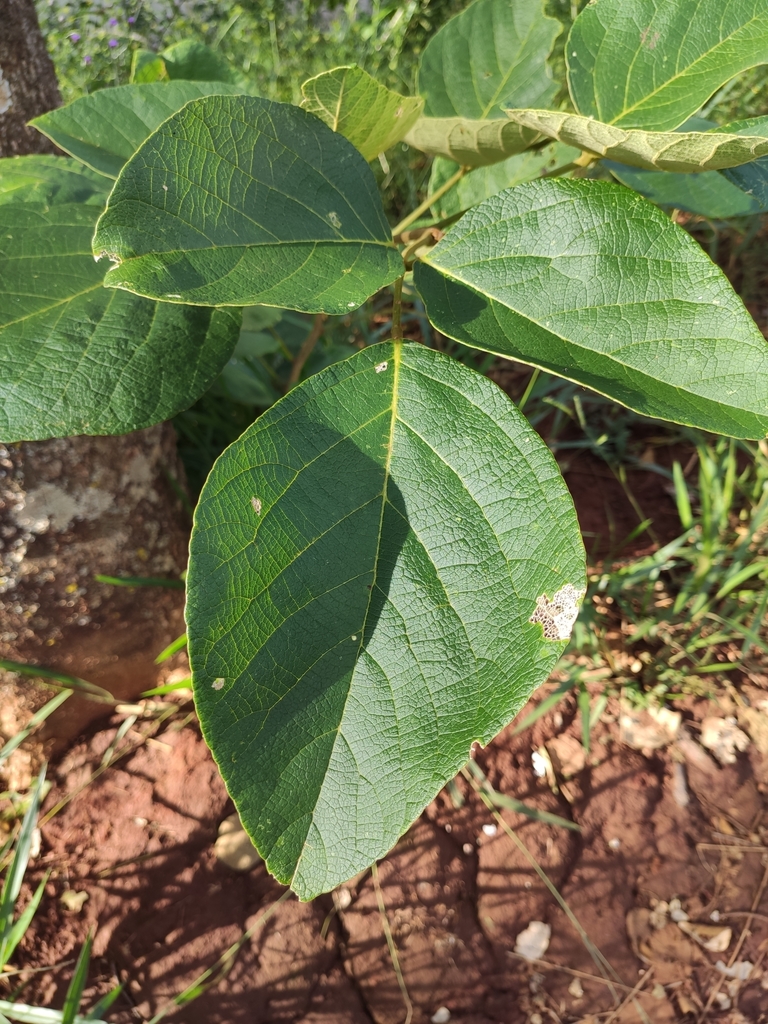 Tsunu tree from Anápolis, BR-GO, BR on April 25, 2020 at 03:49 PM by ...