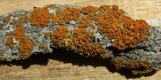 Mountain Sunburst Lichen (Denver-Boulder Metro Area: Fungi, Lichen ...