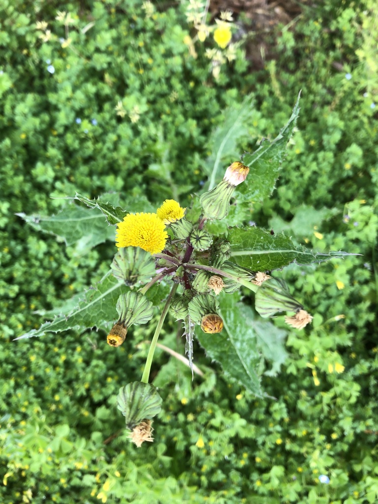 Common Sow-thistle from Sutherland View Way, Knoxville, TN, US on April ...