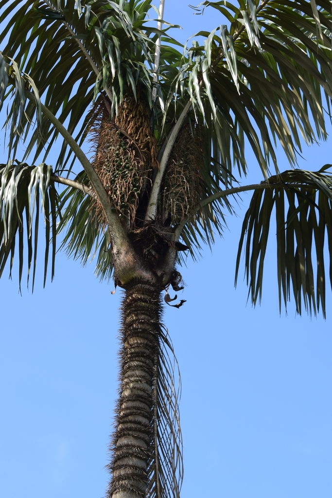 Astrocaryum aculeatum from Riberalta, Bolivia on April 25, 2020 at 10: ...