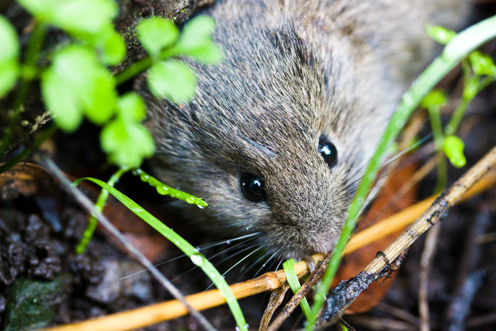 California Vole (Microtus californicus) - Know Your Mammals