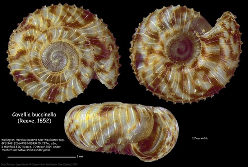 Photo 6901149, (c) Karin Mahlfeld, David Roscoe, Frank Climo, some ...