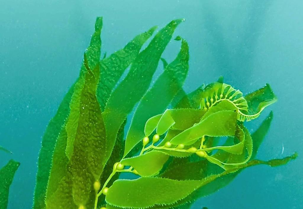 Giant Kelp