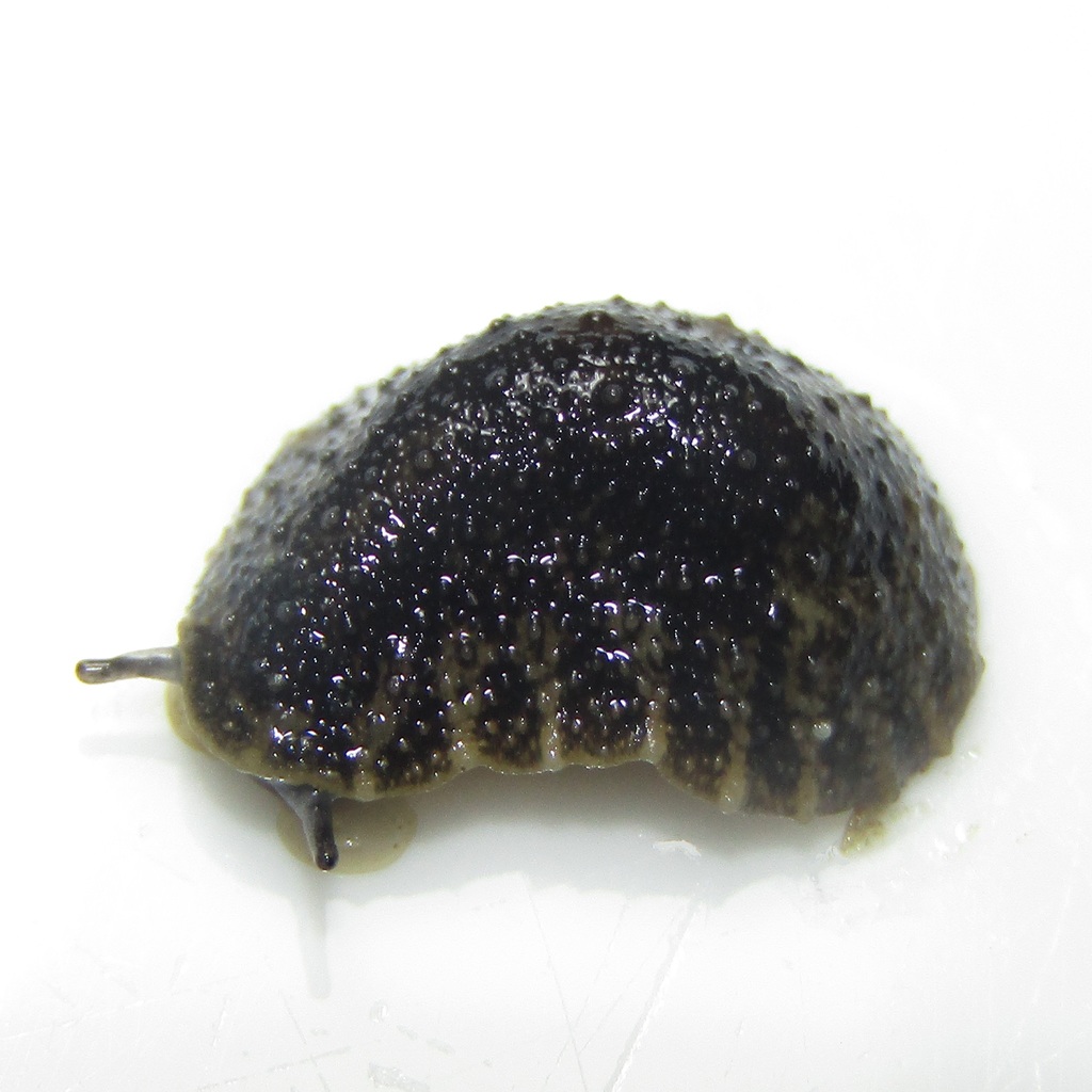 Leathery Sea Slug (Intertidal and Coastal Species of the East Coast ...