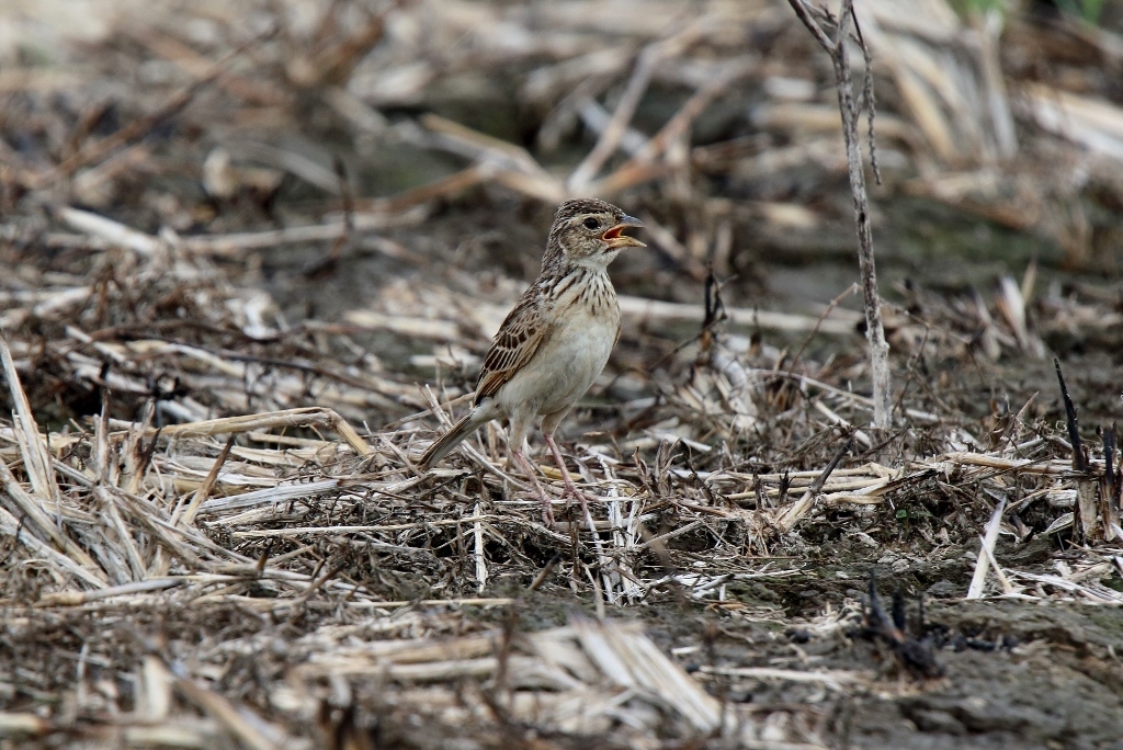 Singing Bushlark (Mirafra javanica) - Avian Discovery