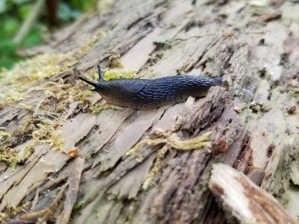 ater-group Arion Slugs from Surrey, BC V4N 2E3, Canada on April 25 ...