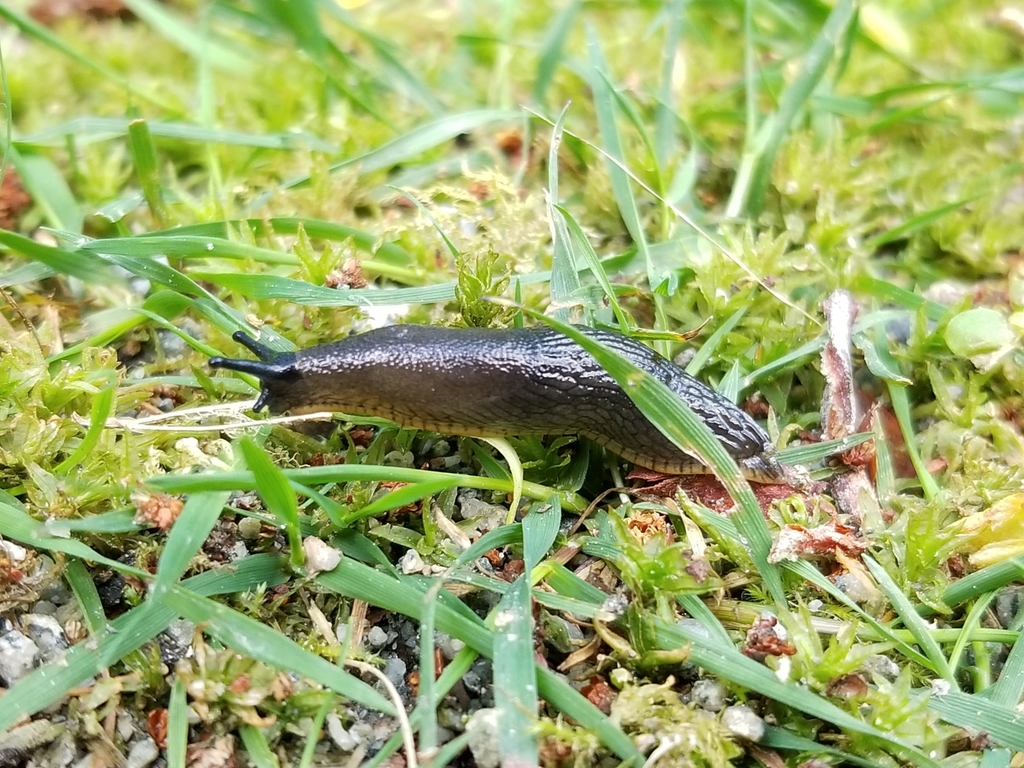 Arion Slugs from Surrey, BC V4N 2E5, Canada on April 25, 2020 at 05:56 ...