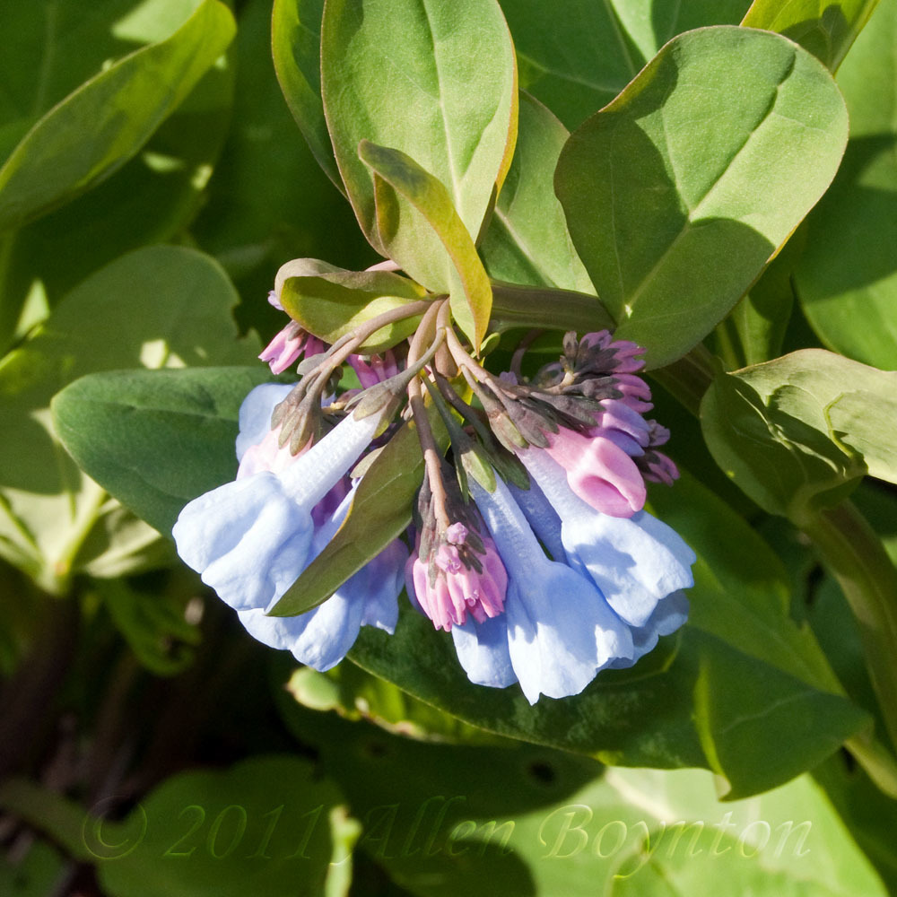 Virginia bluebells from Botetourt County, VA, USA on April 06, 2011 at ...