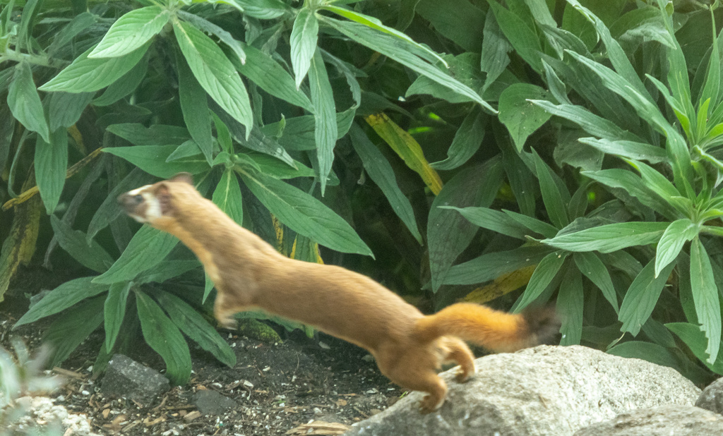 Long-tailed Weasel from Carmel Riviera Dr, Carmel, CA, US on April 25 ...
