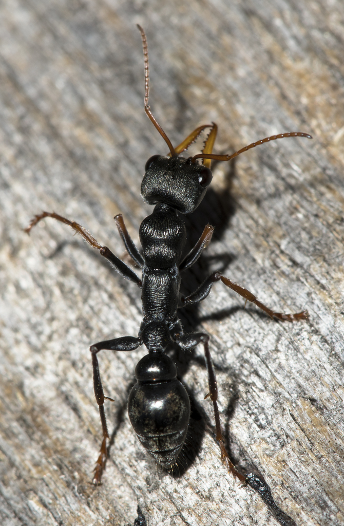 Jack Jumper Ant from Curlewis VIC 3222, Australia on April 24, 2020 at ...