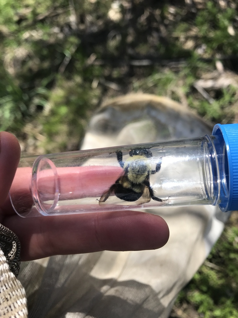 Common Eastern Bumble Bee from Lancaster County, US-NE, US on April 25 ...