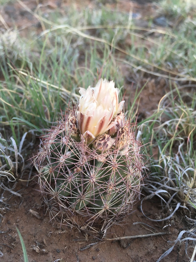 Woven-spine Pineapple Cactus in April 2020 by Cecelia Alexander ...