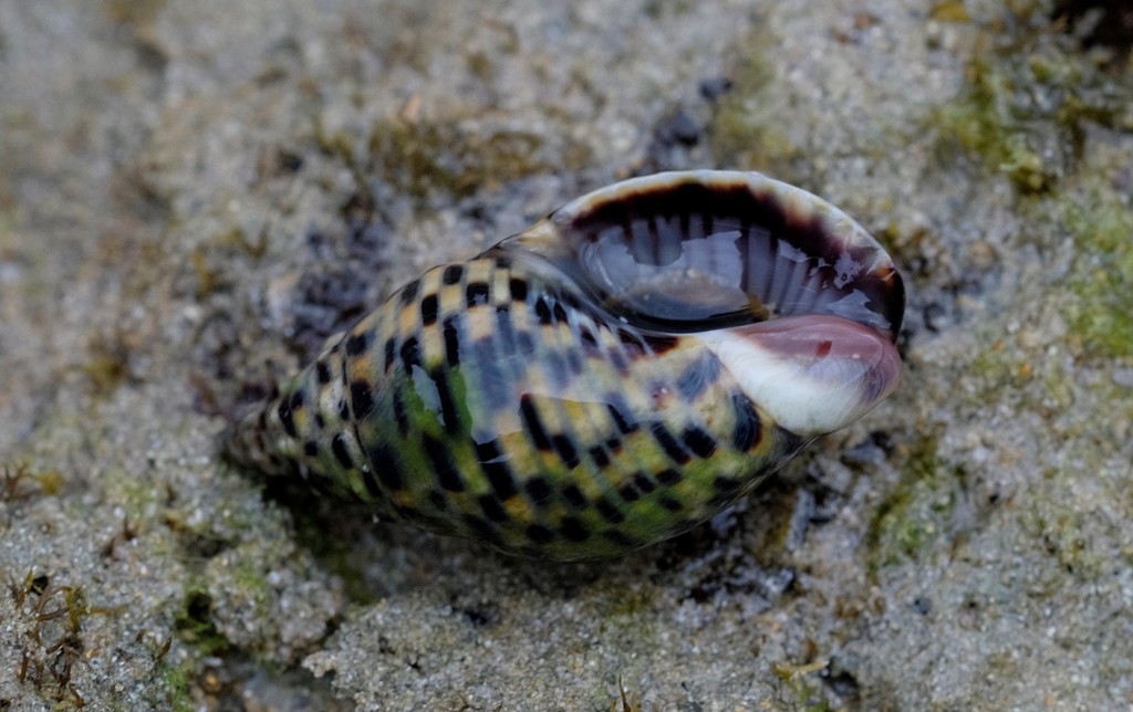 Lineated cominella from Victoria, Australia on April 26, 2020 at 09:15 ...