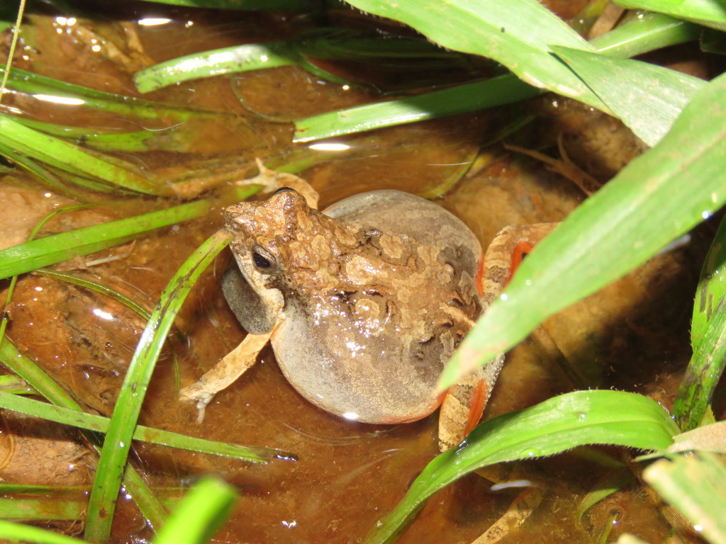 Physalaemus fischeri from San Luis De Gaceno, Boyaca, CO on April 25 ...