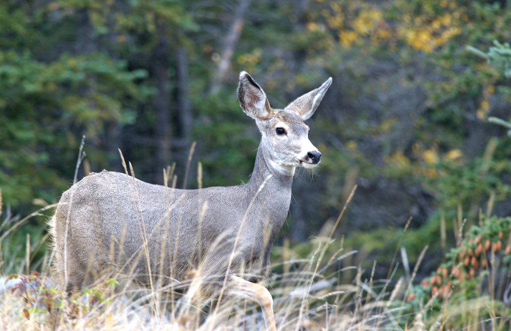 Mule Deer from Yukon, YT, Canada on September 27, 2007 at 12:10 PM by ...