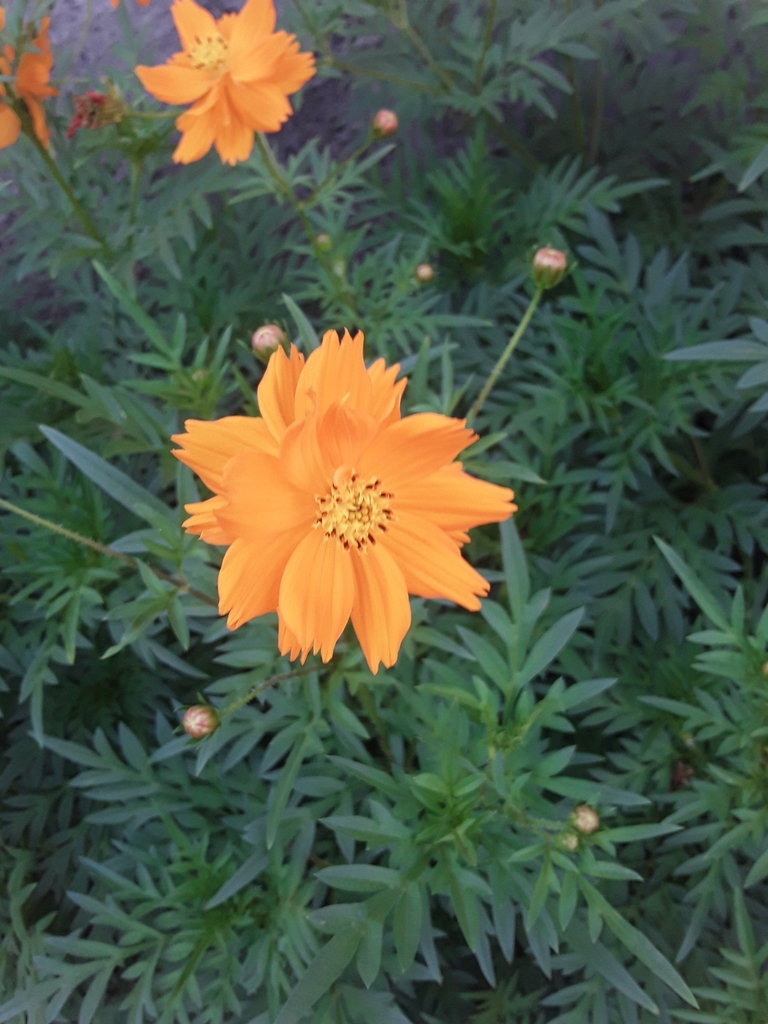 Yellow Cosmos from Hertylandia on April 25, 2020 at 04:56 PM by Adonis ...