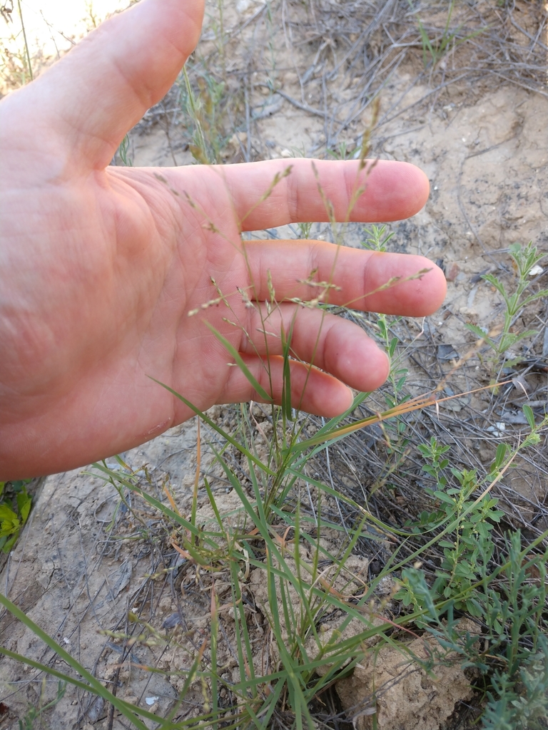 hall panicum in April 2020 by Cleveland Powell · iNaturalist